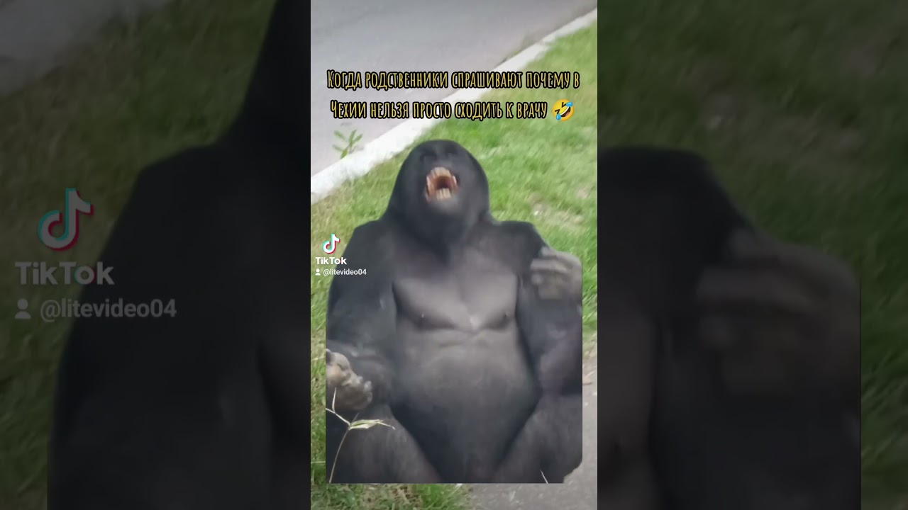 #litevideo #memes #tiktok #monkey #чехия #funny #юмор #cz #babymonkey #дуэт