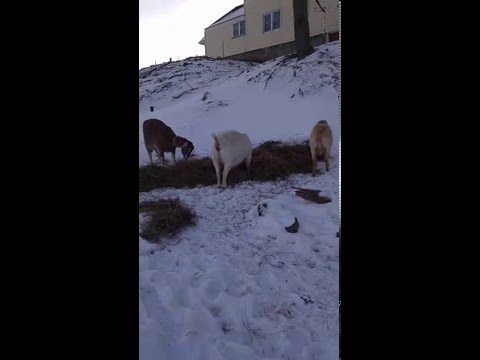 Introduction To Our Silly Goats!