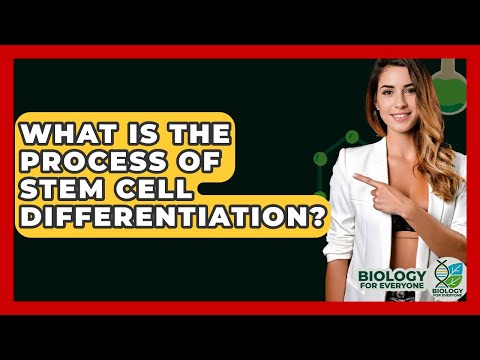 What Is The Process Of Stem Cell Differentiation? - Biology For Everyone