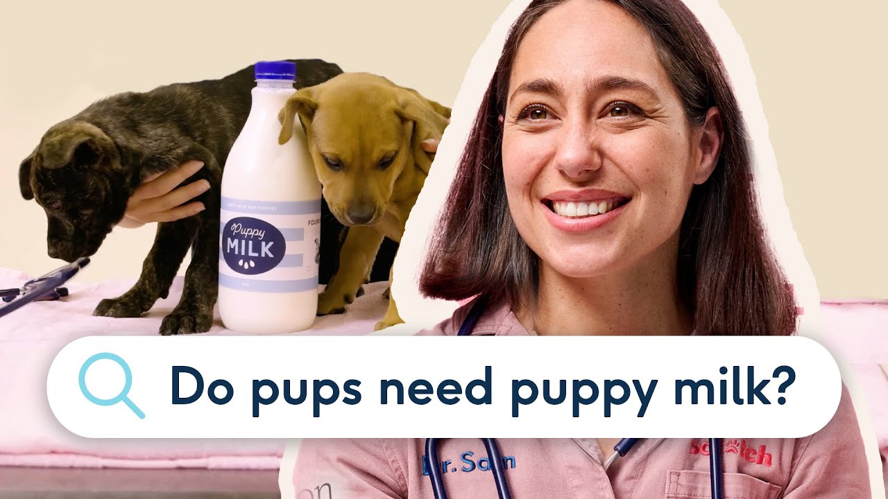 Should I Feed Them Puppy Milk? | Vet Explains If & When It’s Needed