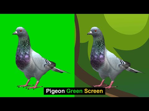 Pigeon Green Screen Background | Pigeon Pose Set | Green Screen Background