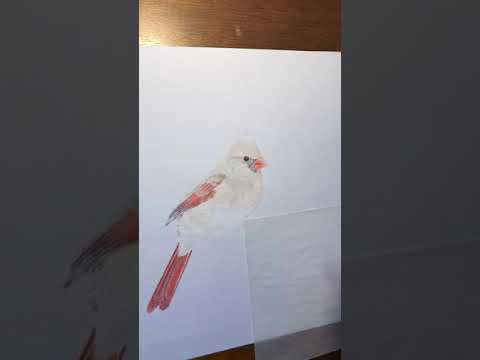 Cardinal Drawing Snippet