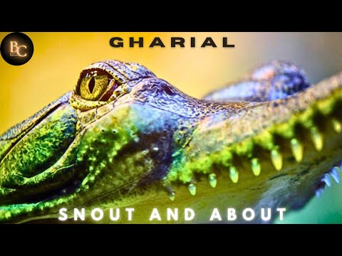 Gharials |Not Your Typical Scary Movie Monster