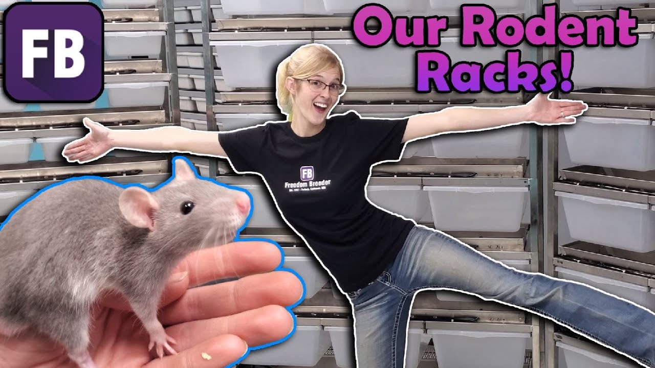 Our Rodent Breeding Setup!