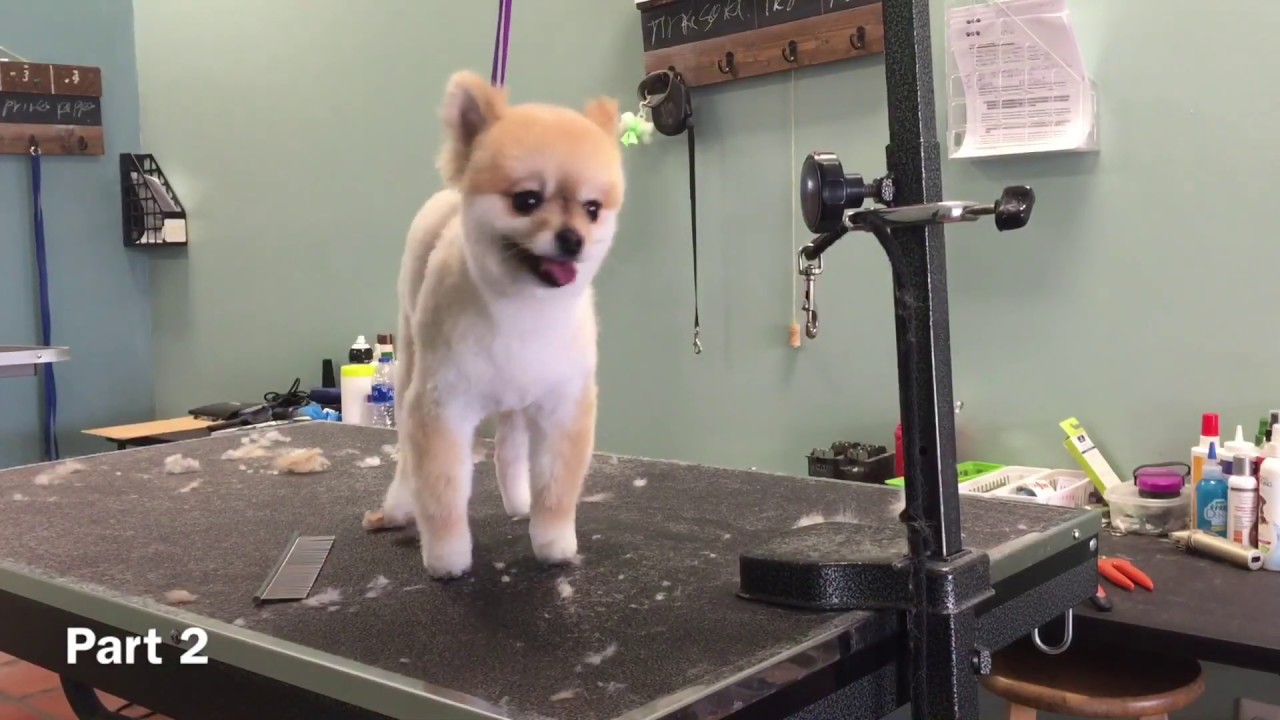 Pomeranian Fox-like cut