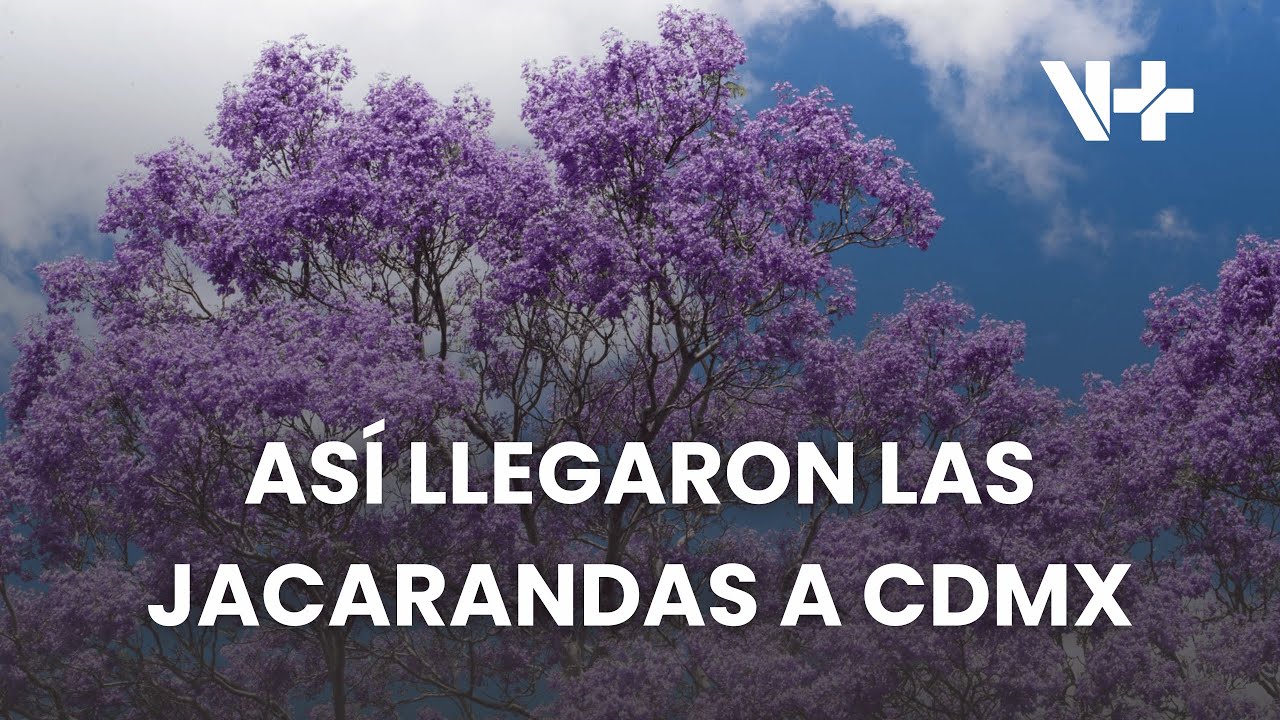 Así llegaron las jacarandas a CDMX