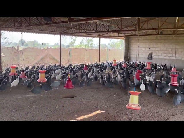 Guineafowl Birds - Fowl Chicks( ginni koli) Trader - Wholesaler ...