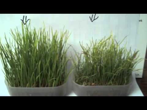 Protandim & Oxidative Stress in Plants