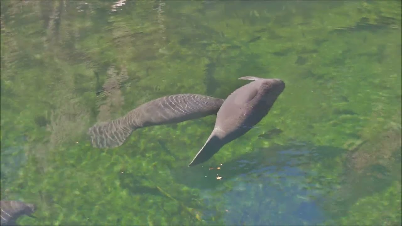 Young manatee barrel rolling and flipper clapping