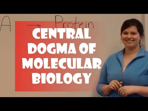 Central Dogma of Molecular Biology