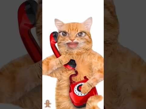 cat ???? & monkey ???? funny ???? video #cat #monkey #shorts #cutebaby