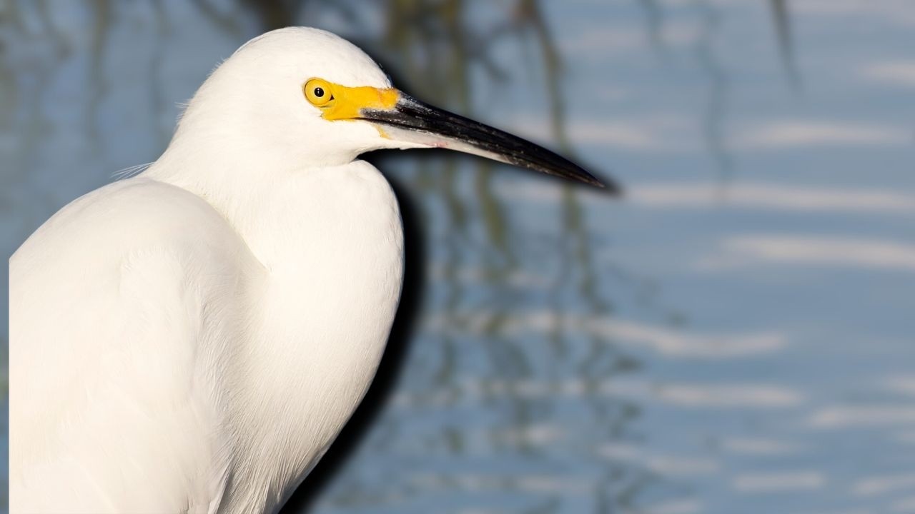 Snowy Egret Identification Made EASY for Beginners!