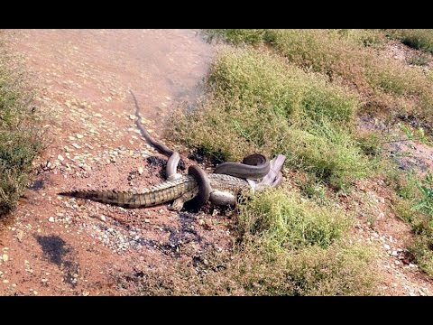 Python Snake Information | Python - Live Science | Types of python