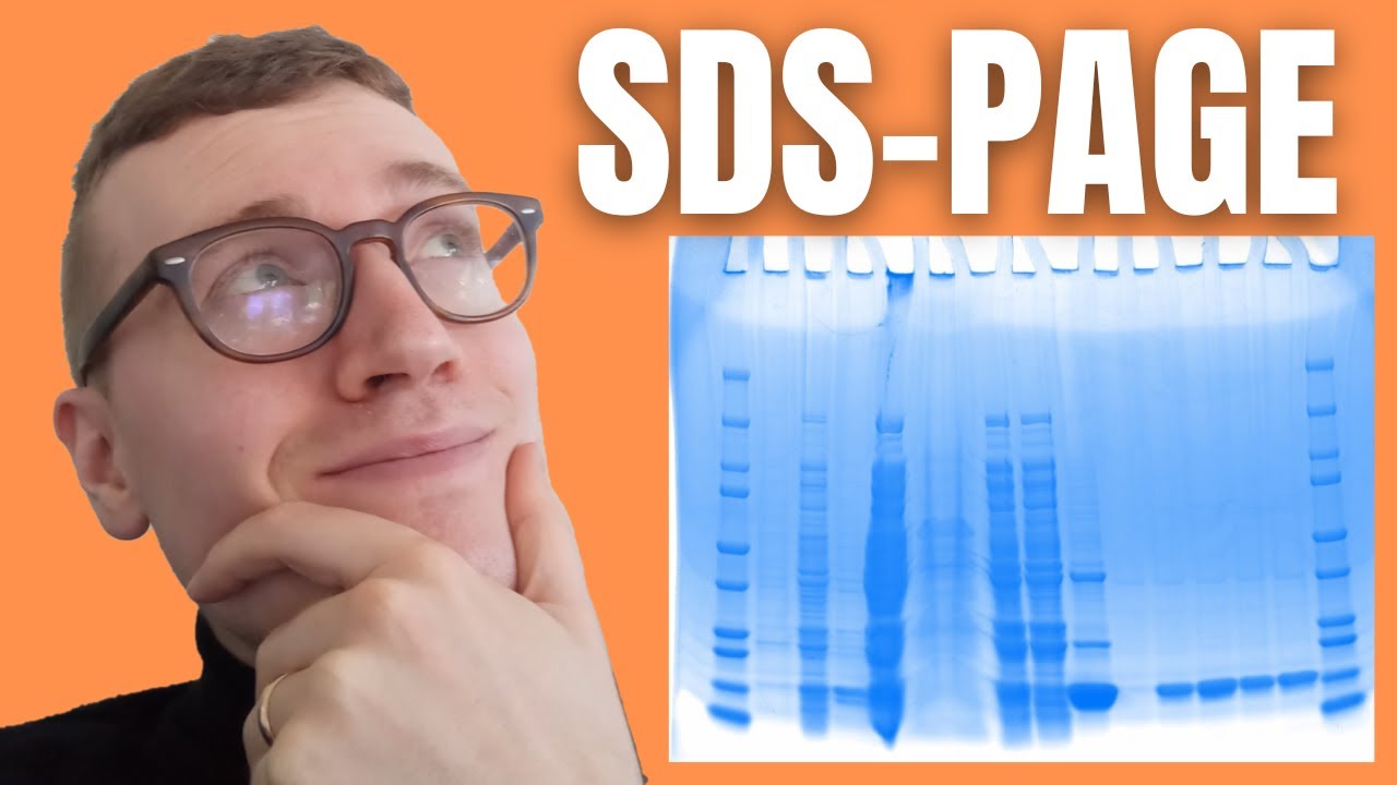 Understand SDS-PAGE In Under 4 Minutes