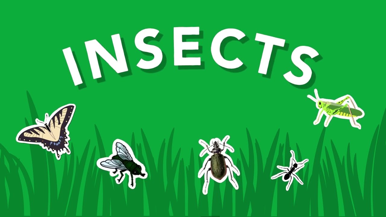 What Is an Insect? Smithsonian Video for Kids