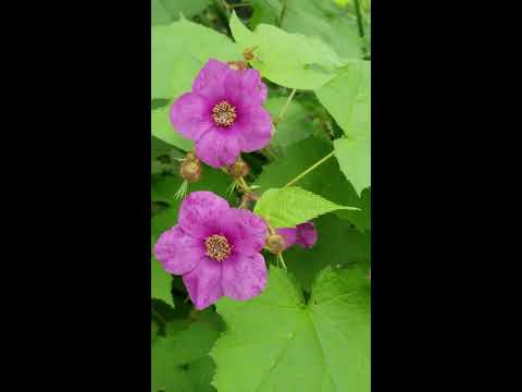 Ambler Arboretum Presents: Flowering Plants for Shady Spots