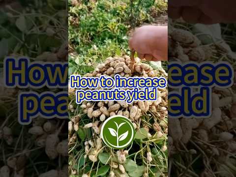 How to increase peanut yield #shortvideo #plants #youtubeshorts #garden #howto #viralvideo