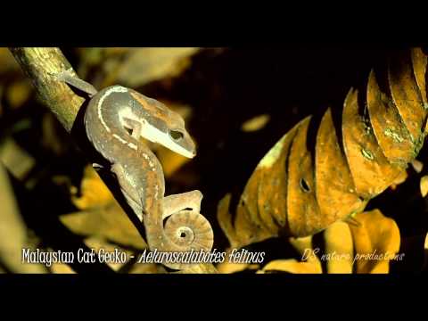Kubah national park frogs and more nightlife (taman negara Kubah, Panasonic GH4 4K, macro)