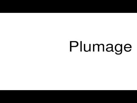 How to pronounce Plumage