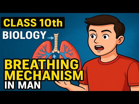 Breathing Mechanism in Man | Class 10 Biology Chapter | Human Respiratory System Explained #science