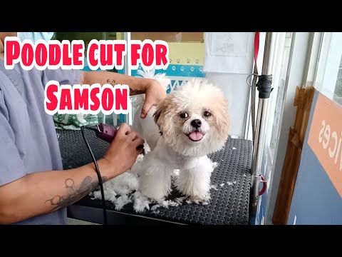 New Look New Haircut for Samson