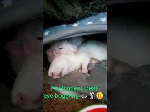 Biggest, Best Rat Eye Boggling, Also the Baby Rat looks unconscious lol ππποΈπ―π―
