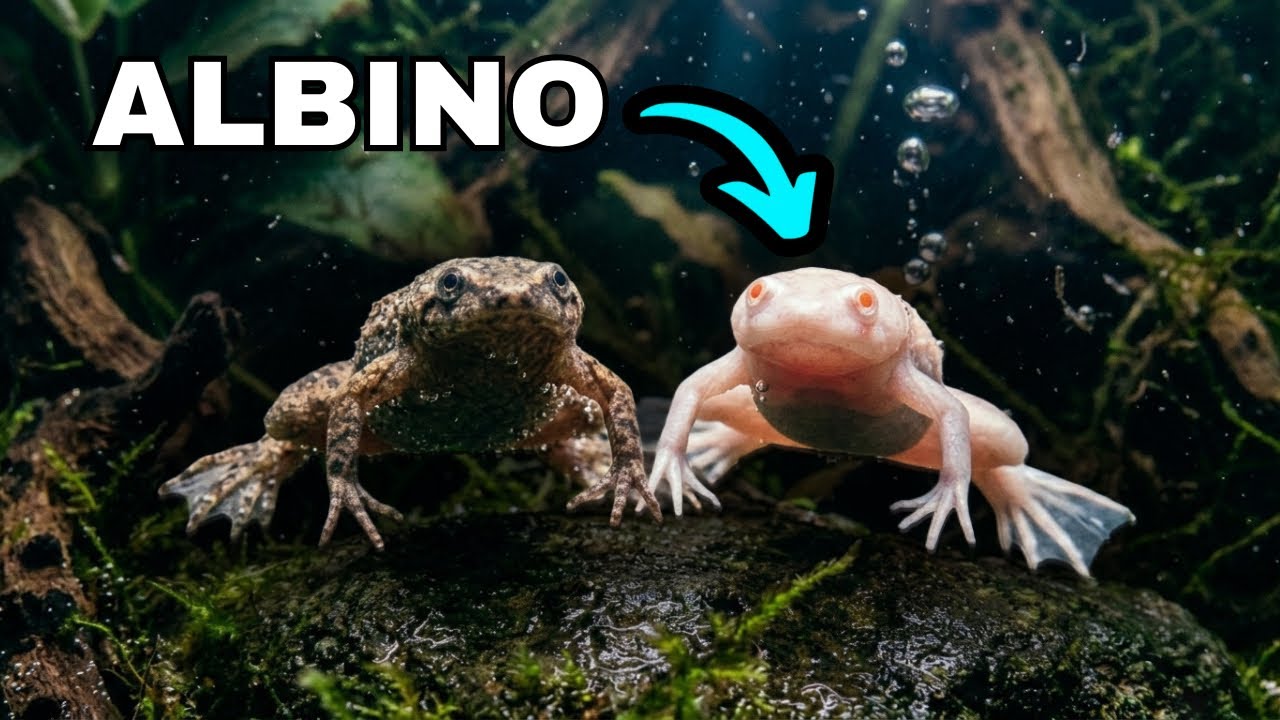 I Built a Swamp for a Frog That Never Touches Land