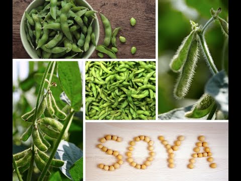 What Is The Benefits Of Soybean | Soya Beans | Health Benefits Of Soya Bean
