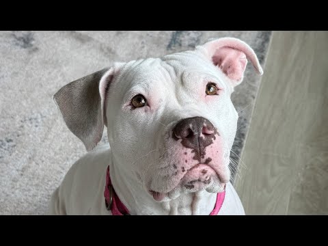 Dog for adoption - Pearla pure pretty white pittie girl, a Pit Bull ...
