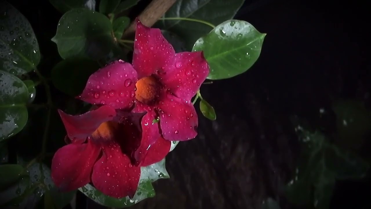 1dac5458038318525304c3271f4dafa2