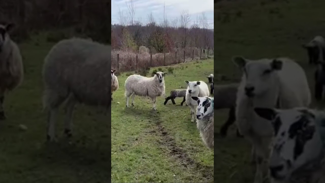 Bleating Sheep #shorts