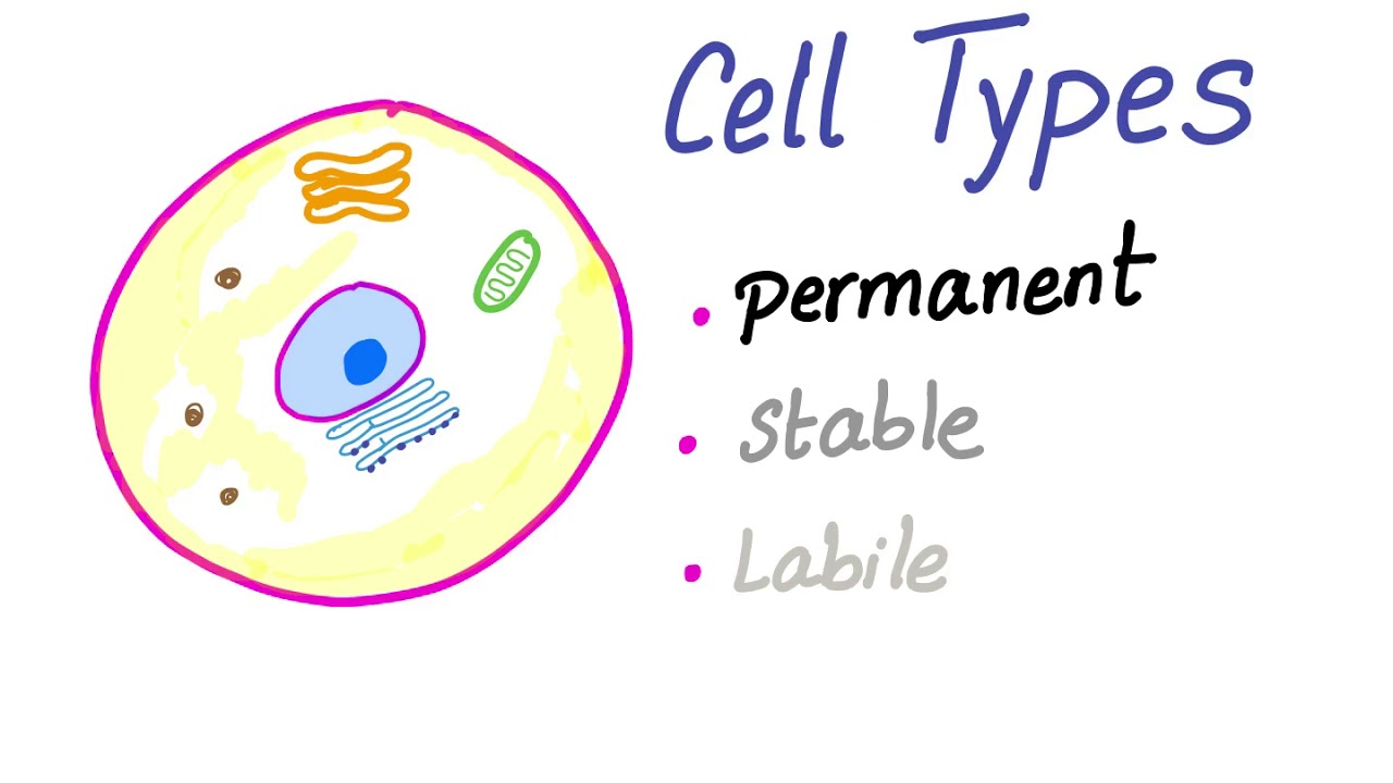 Cell Types - Permanent, Stable, Labile - Cell Division - Biology and Histology