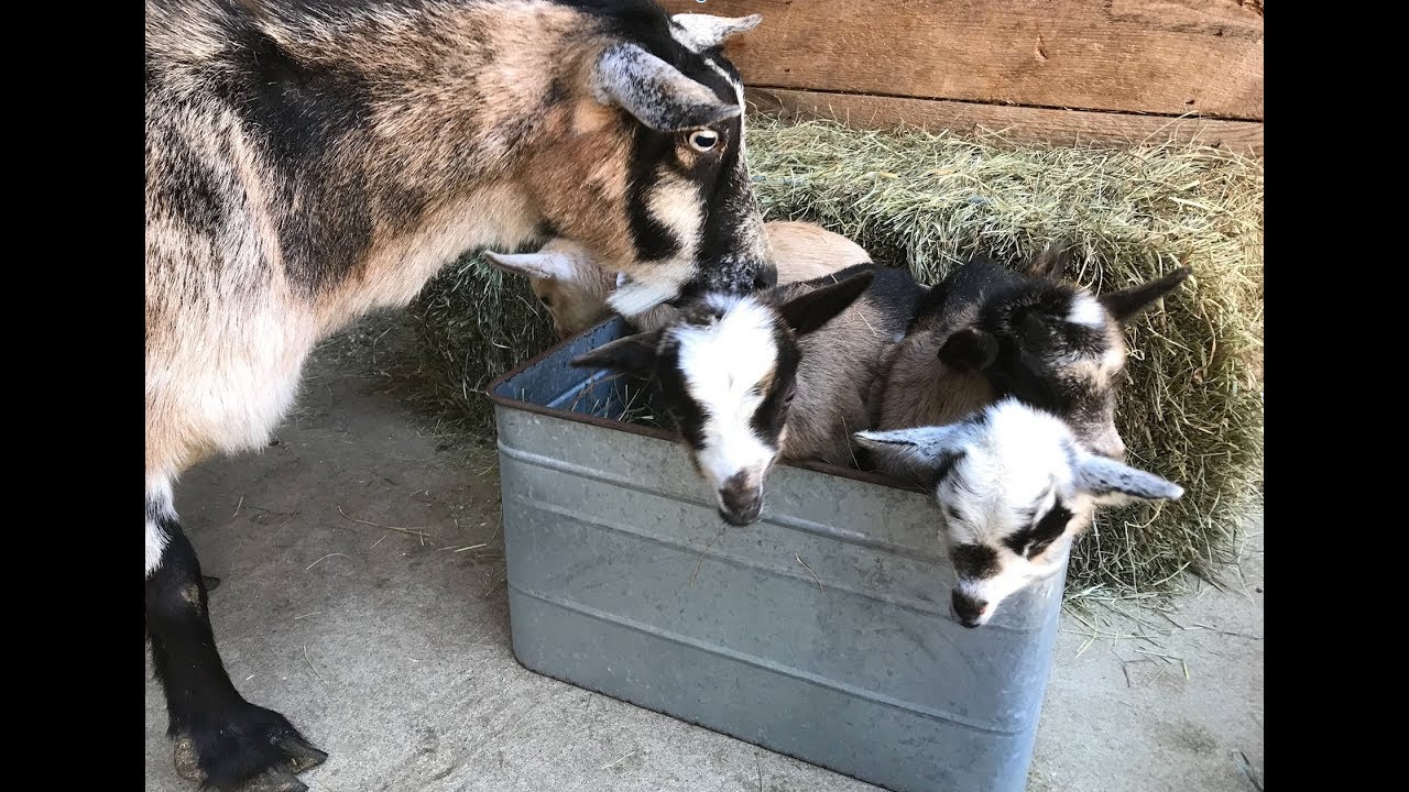 A Sweet Goat Adoption Story
