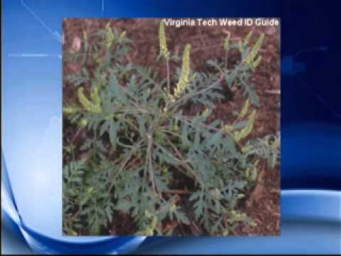 Ragweed is Killing Me! What Should I Do?