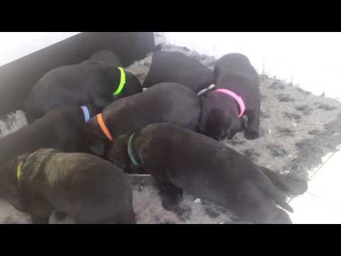 Labrador gundog puppies for sale 01