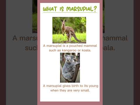 What is Marsupial?