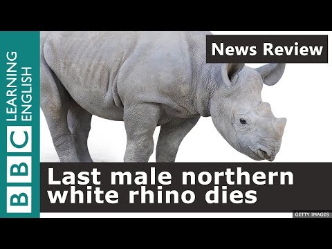 Last male northern white rhino dies: BBC News Review
