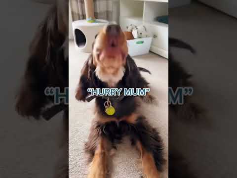 ⚠️ Dog owner FREE dog food hack⚠️