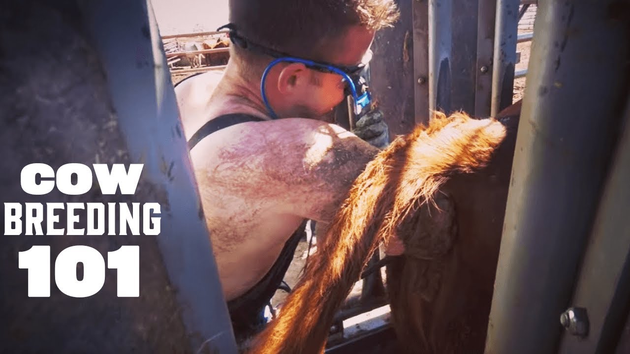 COW VET EXPLAINS BREEDING COWS