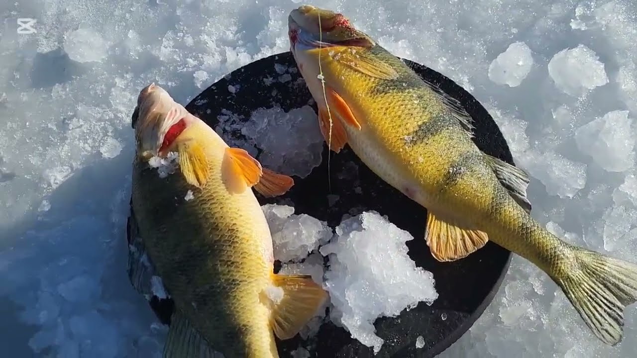 Lake Simcoe Ice Report Dec. 14, 2025 - Cooks Bay