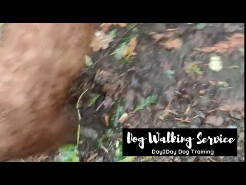 Virtual Dog Walking in Berkshire Woods | | Day2Day Doggy Walk