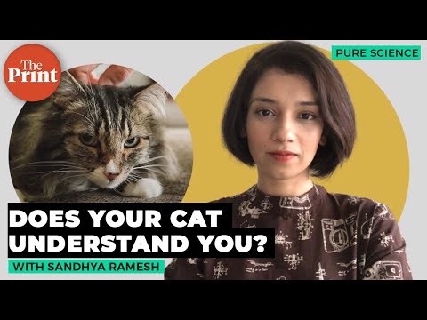 Your pet cat can understand you but not others