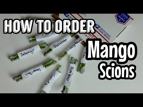 How to Order Mango Scions from Truly Tropical