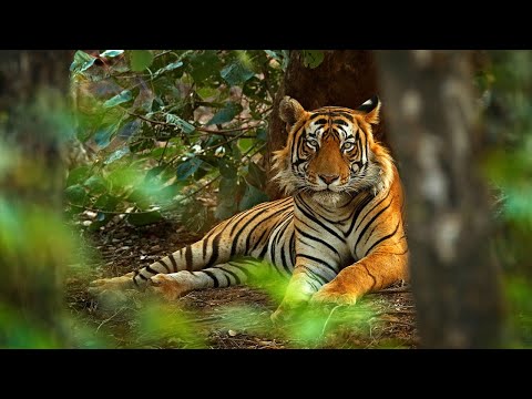 Naturetrek: The Best of Wildlife Travel – Meet the Experts (Norwich ...