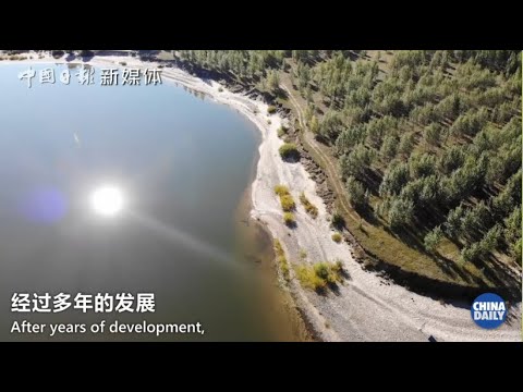In 40 years, China planted about 7.88 million hectares of windbreak trees.