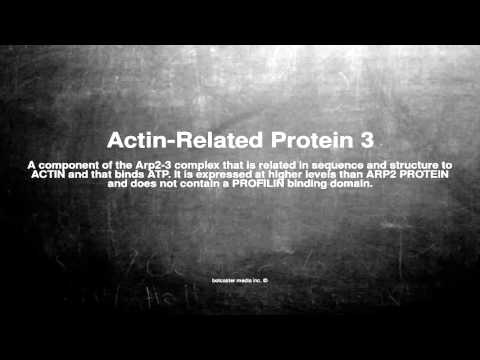 Medical vocabulary: What does Actin-Related Protein 3 mean