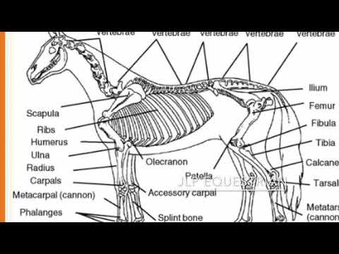 Naming bones in the horses body