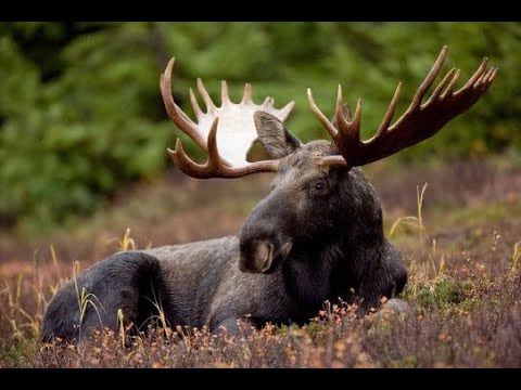 Spirit Animal The Moose