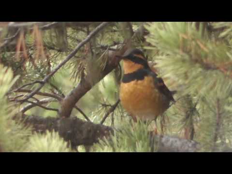 Varied Thrush (Ixoreus naevius) in the Okanagan of BC