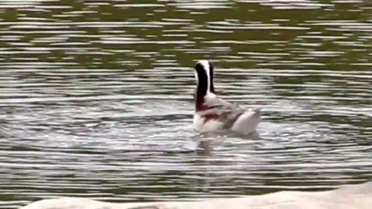 Wilson's Phalarope foraging
